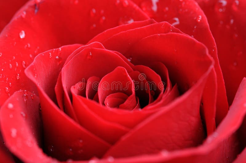Red Rose close up stock photo. Image of drops, close, blossom - 8385578