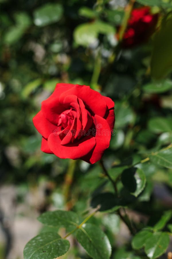 A Red Rose Close-up in a Botanical Garden Stock Image - Image of flora ...