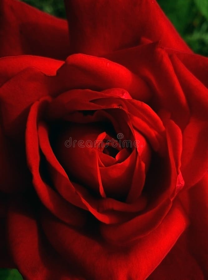 Red Rose . Close-up . Bright Red Color. Rose Petals Stock Image - Image ...