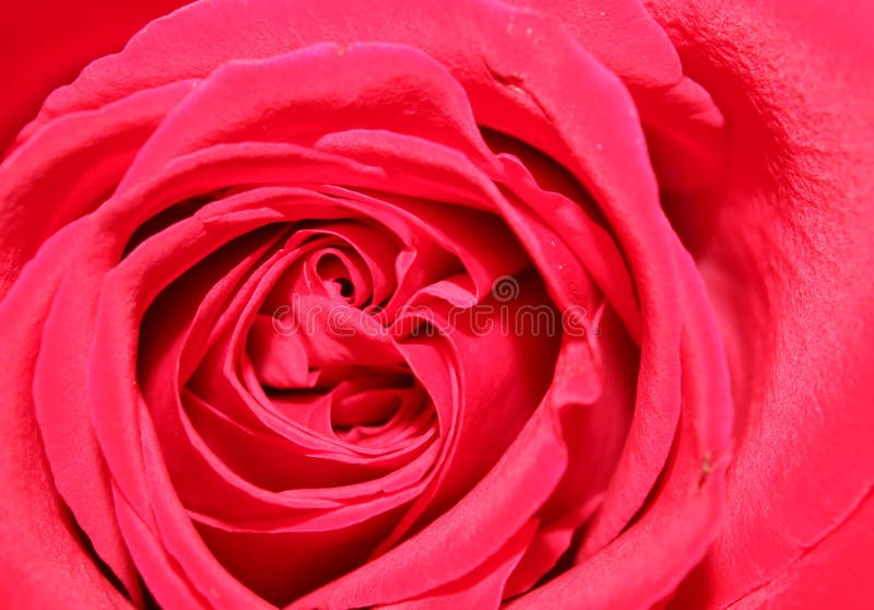 Red Rose Close-up with Center on Bottom Left Stock Photo - Image of ...