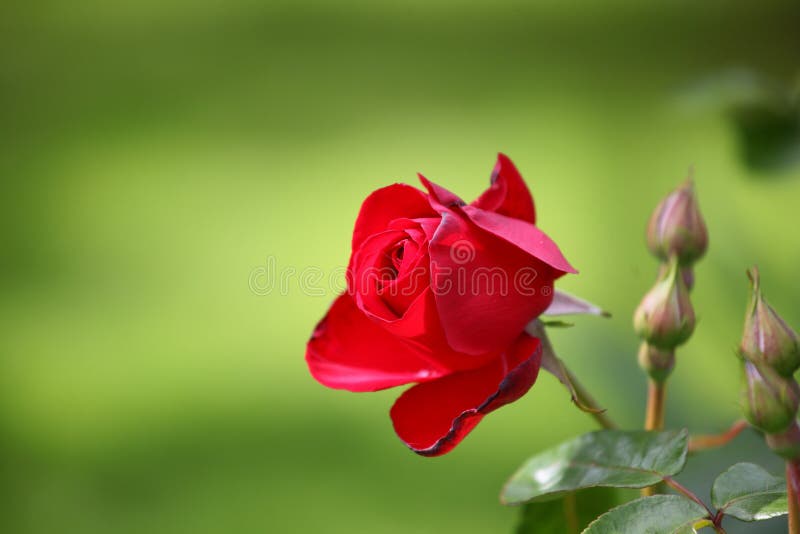 Natural red roses stock photo. Image of outdoors, plant - 20167630