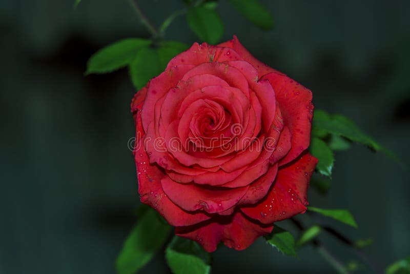 Red rose in close up stock image. Image of beauty, botanic - 89631663