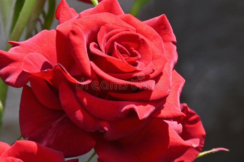 Red Rose Close-up. Large, Bright Rose with Dust on Petals in Sunlight ...