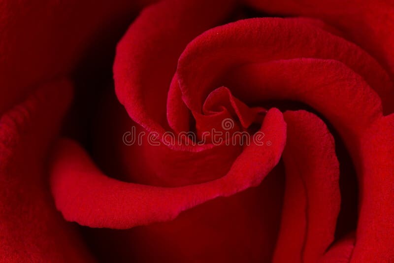 Red Rose Close Up Picture. Image: 31854210