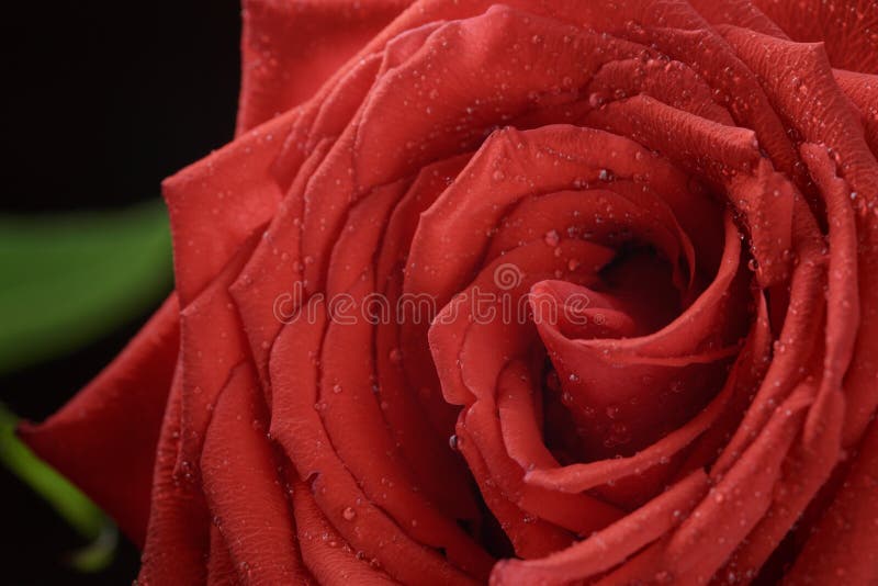 Red rose close up photo stock photo. Image of bloom, flower - 69600284