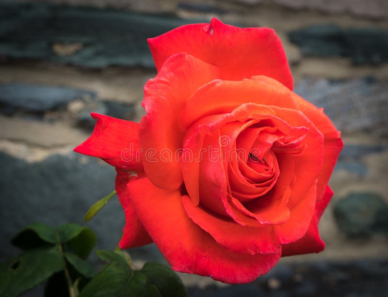 Red Rose stock image. Image of united, kingdom, scotland - 104324187