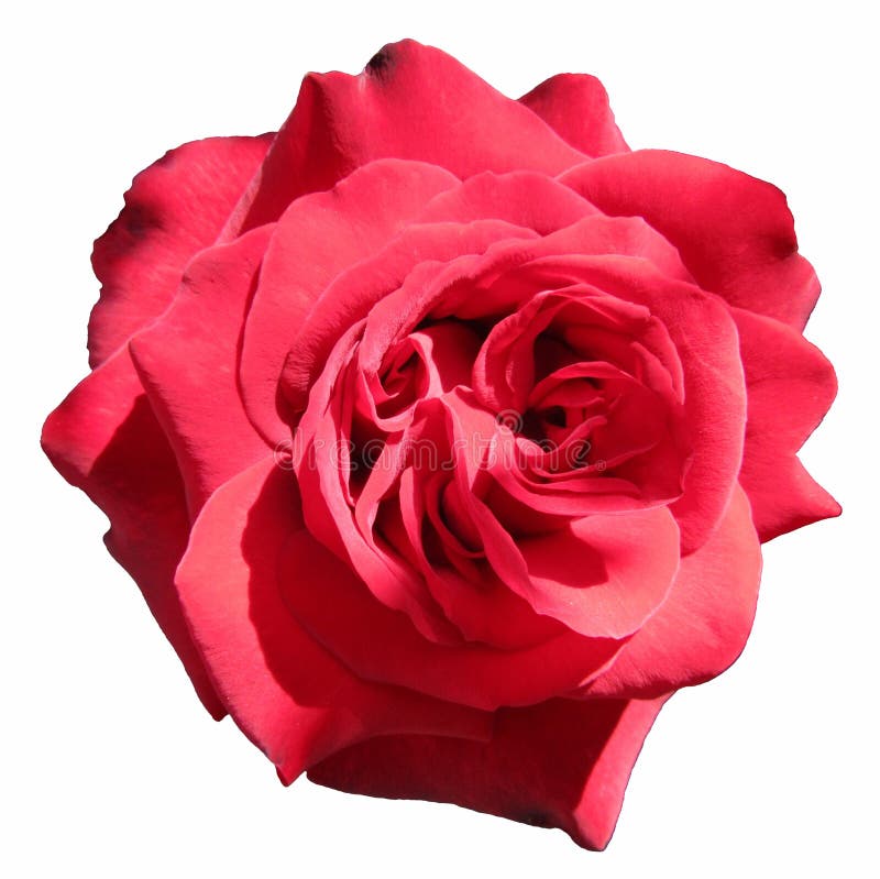Red silky rose stock image. Image of scrapbook, element - 3523195