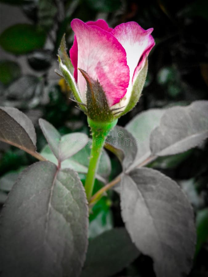 Red rose close up short stock image. Image of rose, effects - 184384345