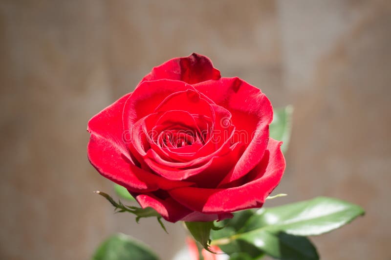 Red Rose Close Up. Top View of Red Rose Bud Opening Stock Image - Image ...