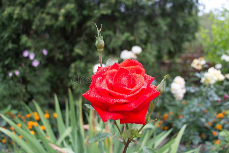 Red Rose Close Up. Top View of Red Rose Bud Opening Stock Image - Image ...