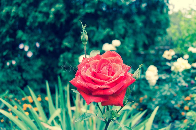 Red Rose Close Up. Top View of Red Rose Bud Opening Stock Image - Image ...