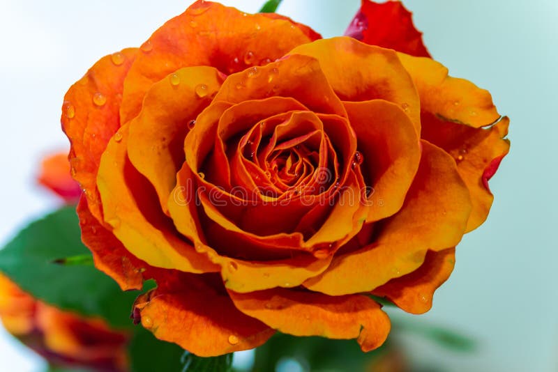 Red Rose View From Above. Flower Close Up Stock Photo - Image of ...