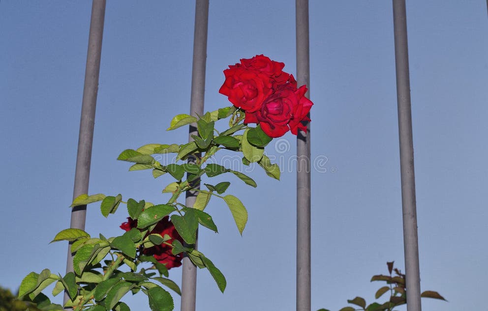 Red rose stock image. Image of security, beauty, rose - 96425371