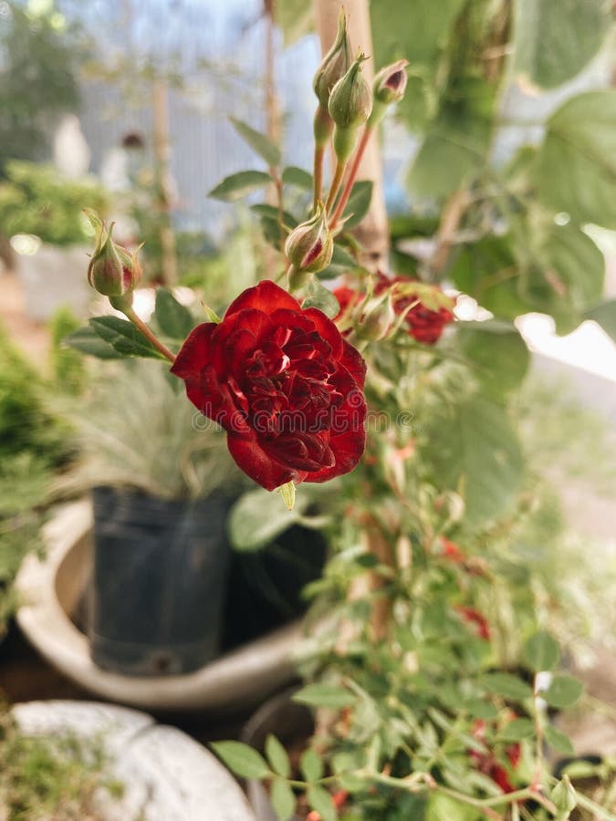 Red rose closet stock photo. Image of summerflower, rose - 280778284