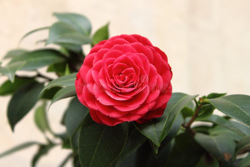 Intense red rose stock image. Image of florist, garden - 14323519