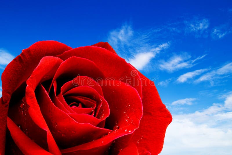 Red Rose Closeup on the Sky Background Stock Photo - Image of green ...