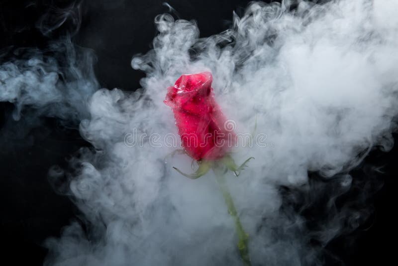 Red Rose in Clouds of Smoke Stock Photo - Image of gift, love: 52783930