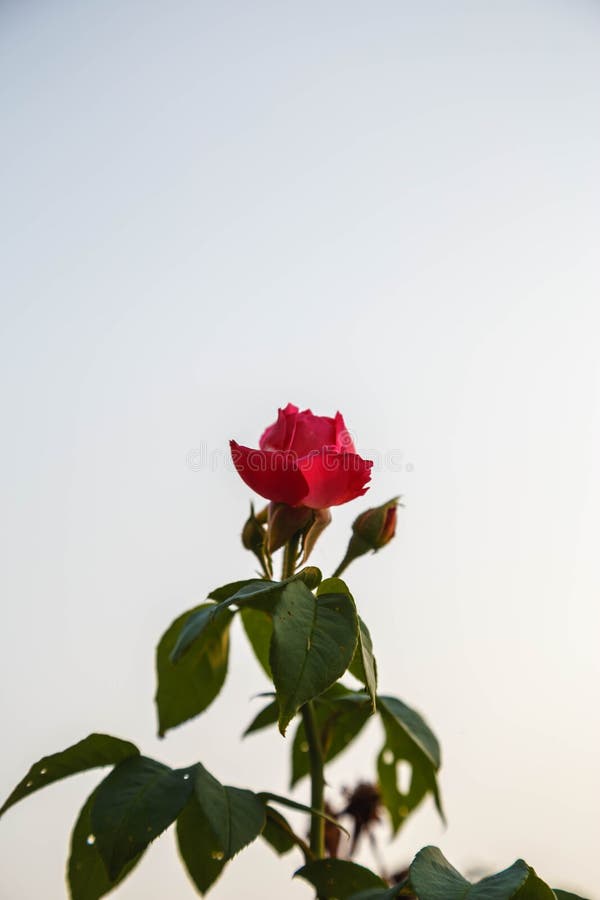 .a Red Rose and a Cloudy Sky Stock Photo - Image of freshness, flores ...