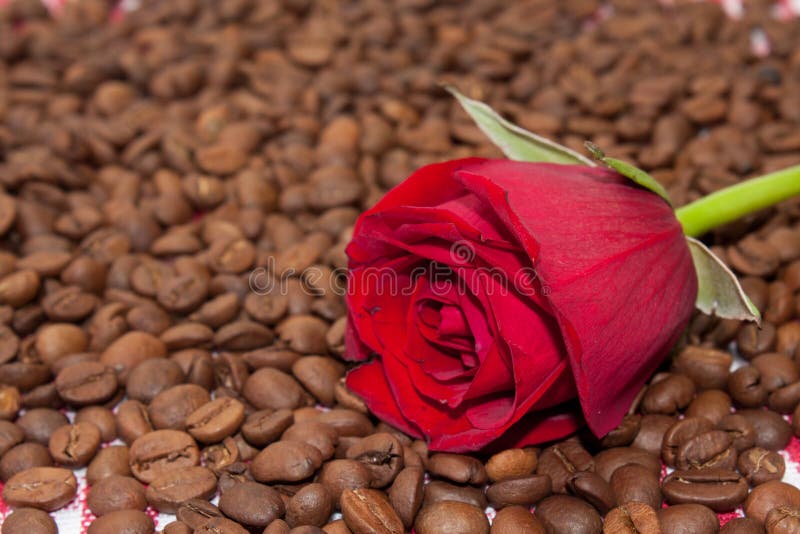 Red Rose on the Coffee Beans Stock Photo - Image of decoration, group ...