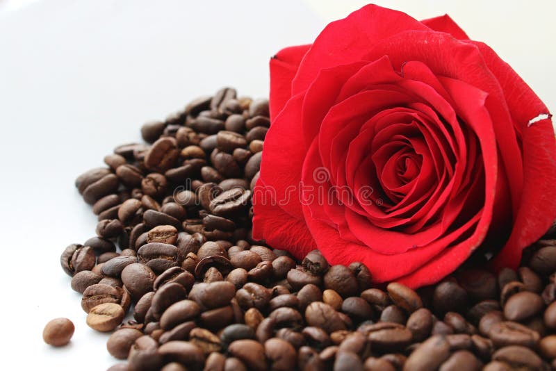 Red rose on coffee stock photo. Image of plant, flowers - 84664250