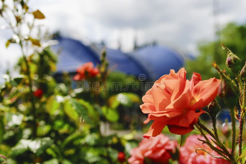 Red rose Cologne stock photo. Image of germany, medieval - 81104302
