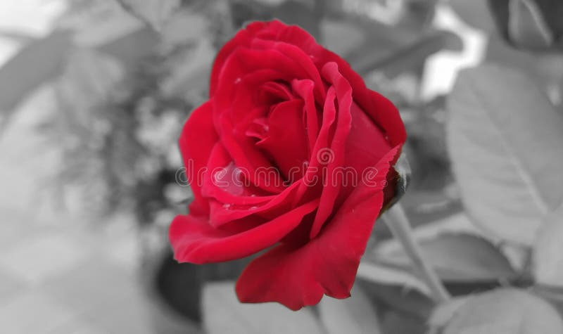 Red Rose Color Splash in Landscape Stock Image - Image of color ...