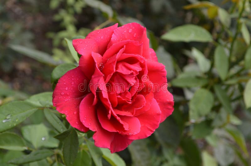 Bright red rose stock photo. Image of slight, stative - 190587972