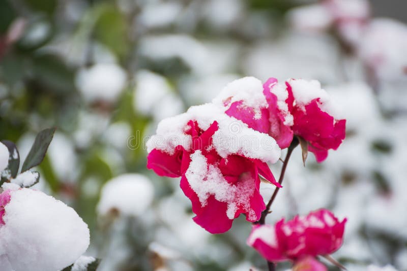 Red Rose Covered with the Snow. Stock Photo - Image of nature, rose ...