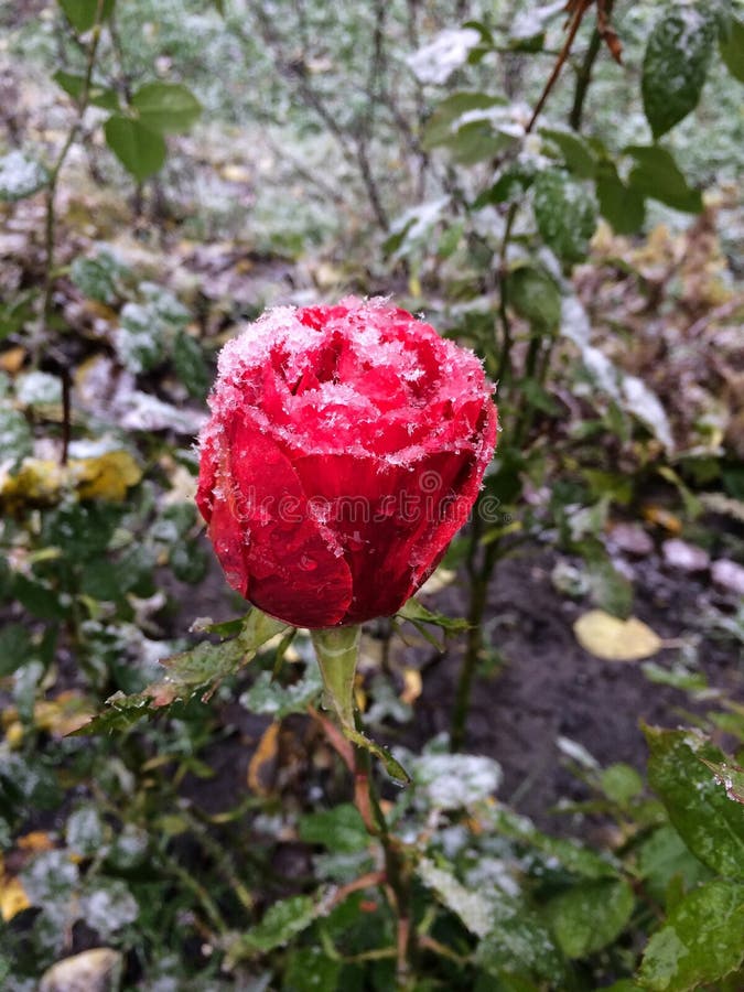 A Red Rose is Covered with Snow and Drops of Moisture. Green Leaves ...