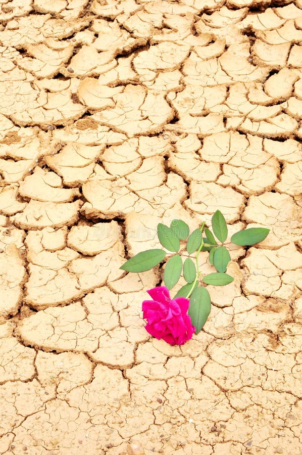 Red rose on cracked ground stock image. Image of erosion - 25863989