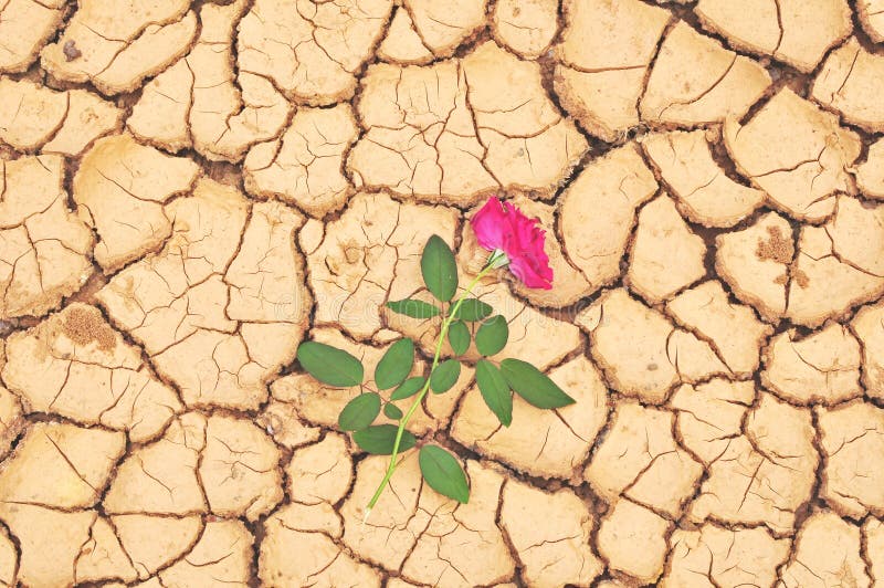 Red rose on cracked ground stock photo. Image of land - 25864070
