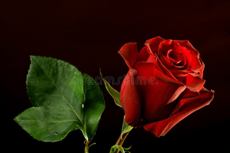 Red Rose on Dark Background Stock Image - Image of decoration ...