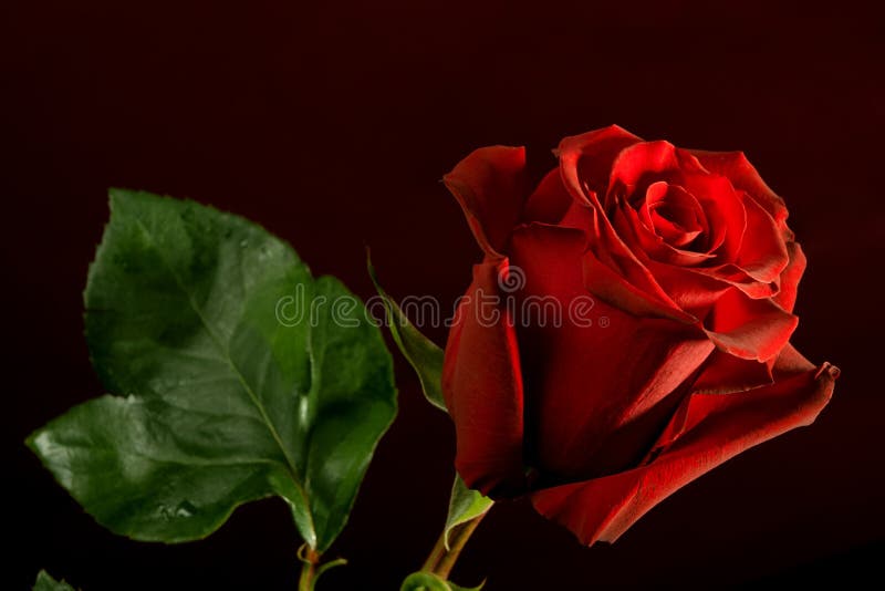 Red Rose on Dark Background Stock Image - Image of decoration ...