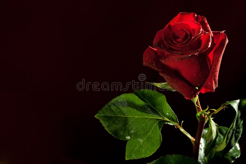 Red Rose on Dark Background Stock Image - Image of decoration ...