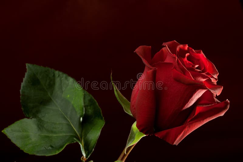 Red Rose on Dark Background Stock Image - Image of decoration ...