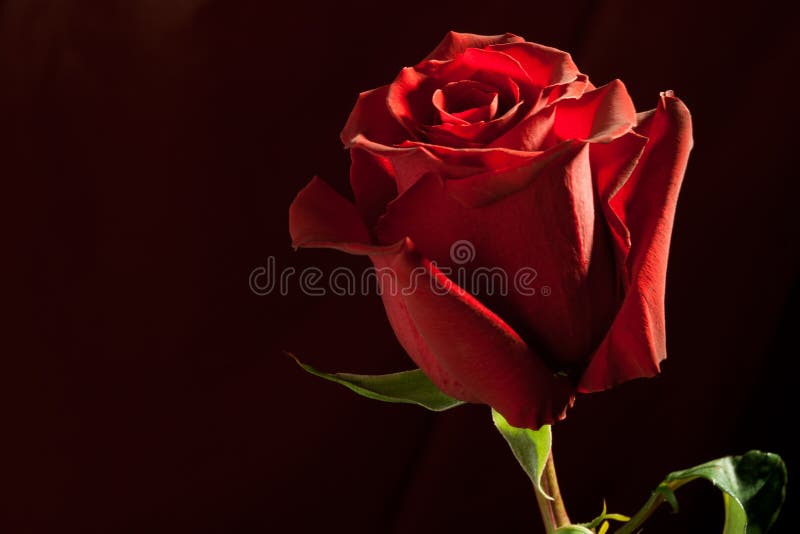 Red Rose on Dark Background Stock Image - Image of decoration ...