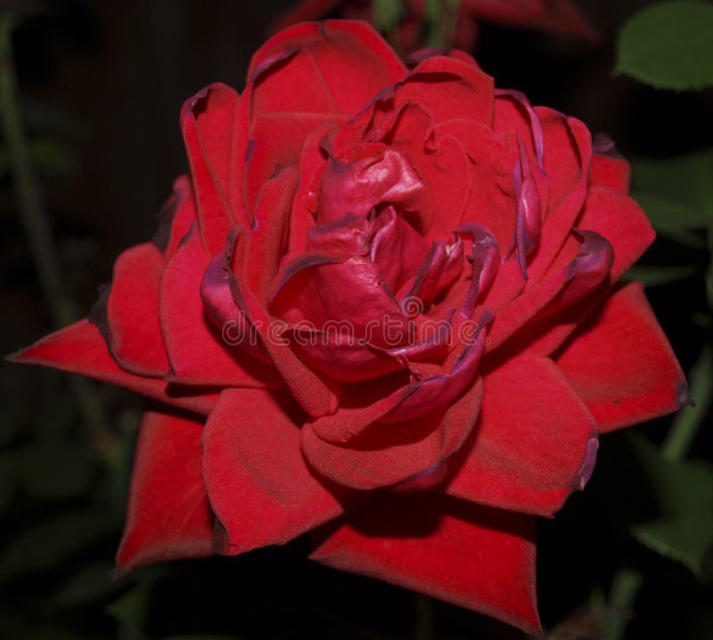 Red Rose on a Dark Background Stock Photo - Image of drops, descriptive ...