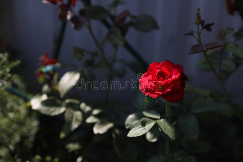 Red Rose on a Dark Gray Background, Lit by a Ray of Light. Stock ...