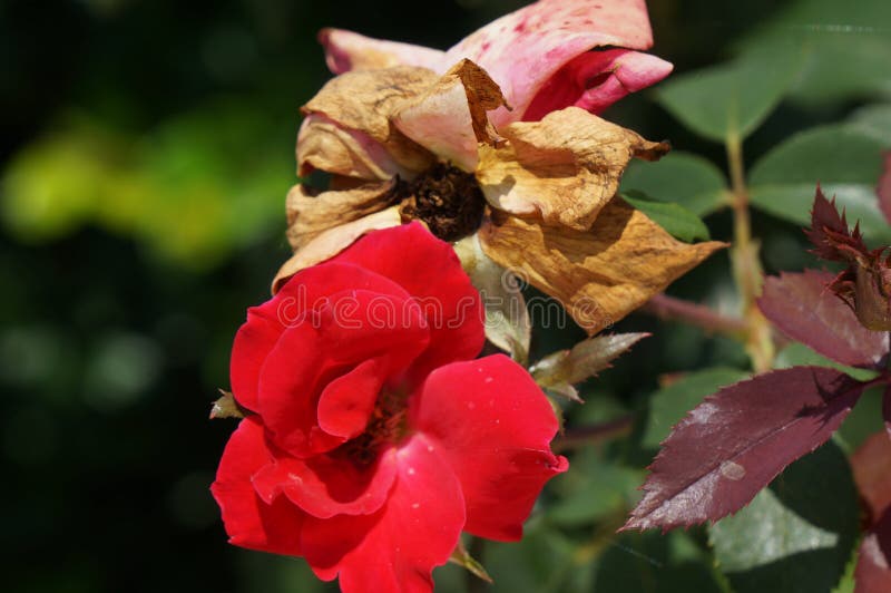 Red rose and dead rose stock image. Image of garden - 107848243
