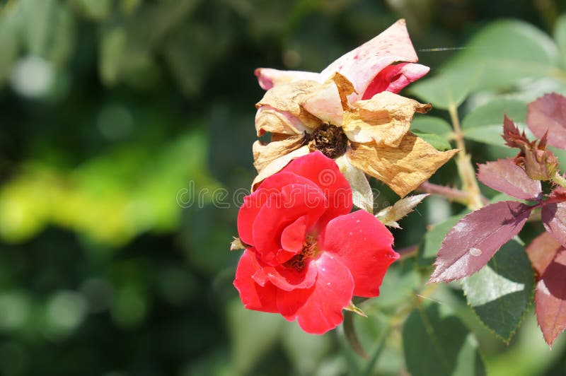 Red rose and dead rose stock image. Image of dying, beauty - 107991405