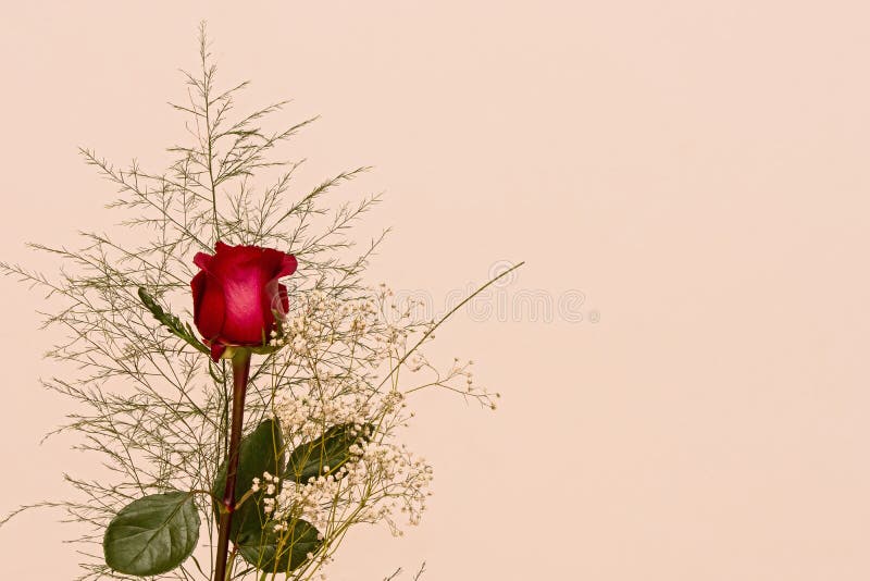 Fleshcolor Stock Photos - Free & Royalty-Free Stock Photos from Dreamstime