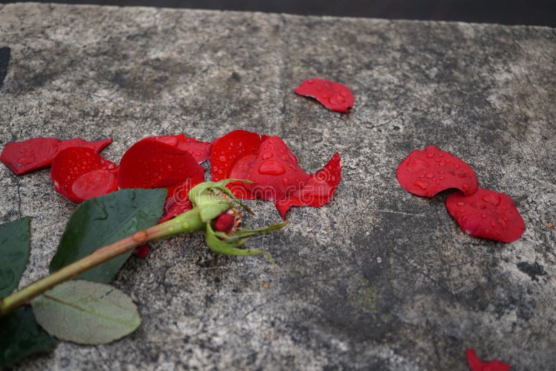 Ruined red rose stock photo. Image of book, chic, nature - 108661362