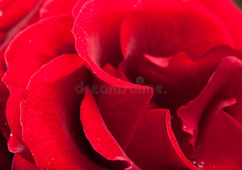 Red rose dew drops. stock photo. Image of fragrant, gift - 15748012