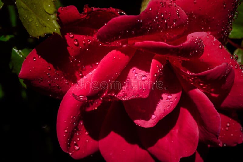 Red rose with dew drops editorial photo. Image of summer - 93826691