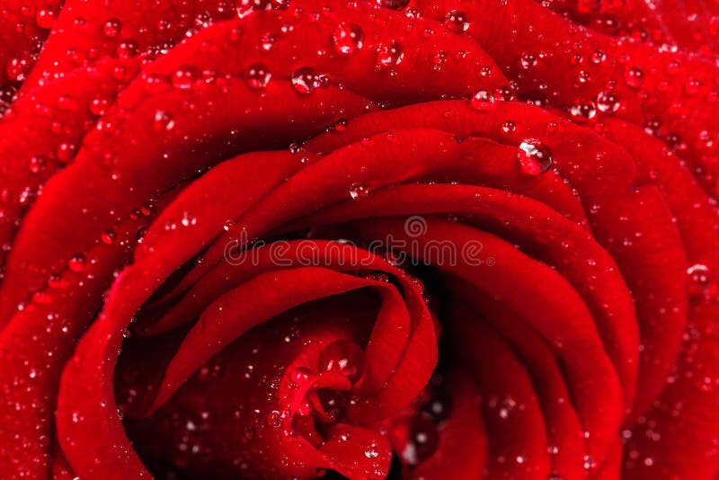 Red Rose with Dew Drops. Natural Texture. Stock Photo - Image of deep ...