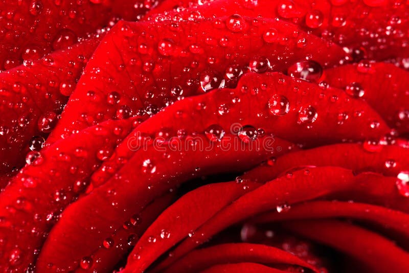 Red Rose with Dew Drops Close-up. Stock Photo - Image of beauty ...