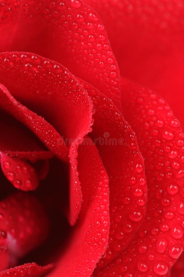 Red Rose with Dew Drops Macro Stock Image - Image of beautiful, pretty ...
