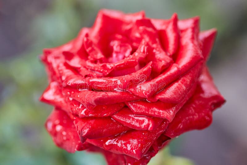 Red Rose with Dew Drops on the Petals Stock Photo - Image of beauty ...