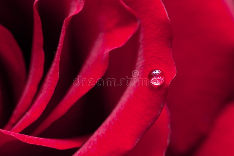 A Red Rose with Dew Drops on the Petals. Close-up. Macro. Stock Image ...
