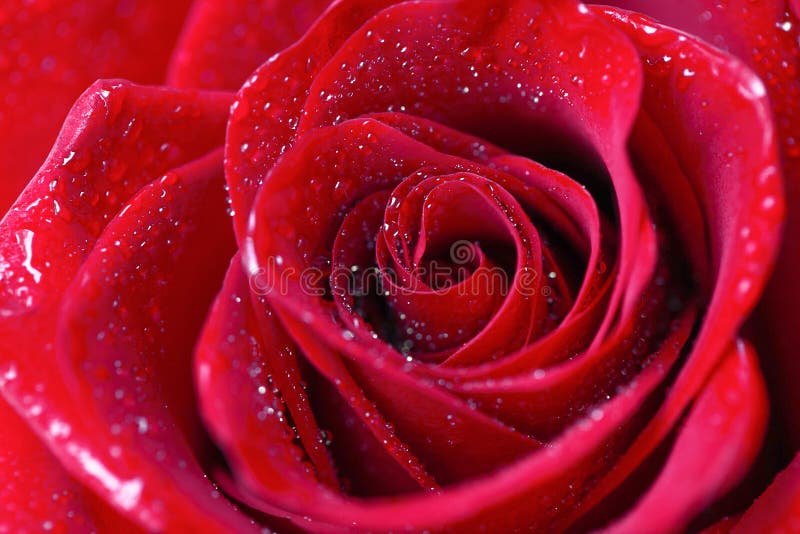 A Red Rose with Dew Drops on the Petals. Close-up. Macro. Stock Photo ...